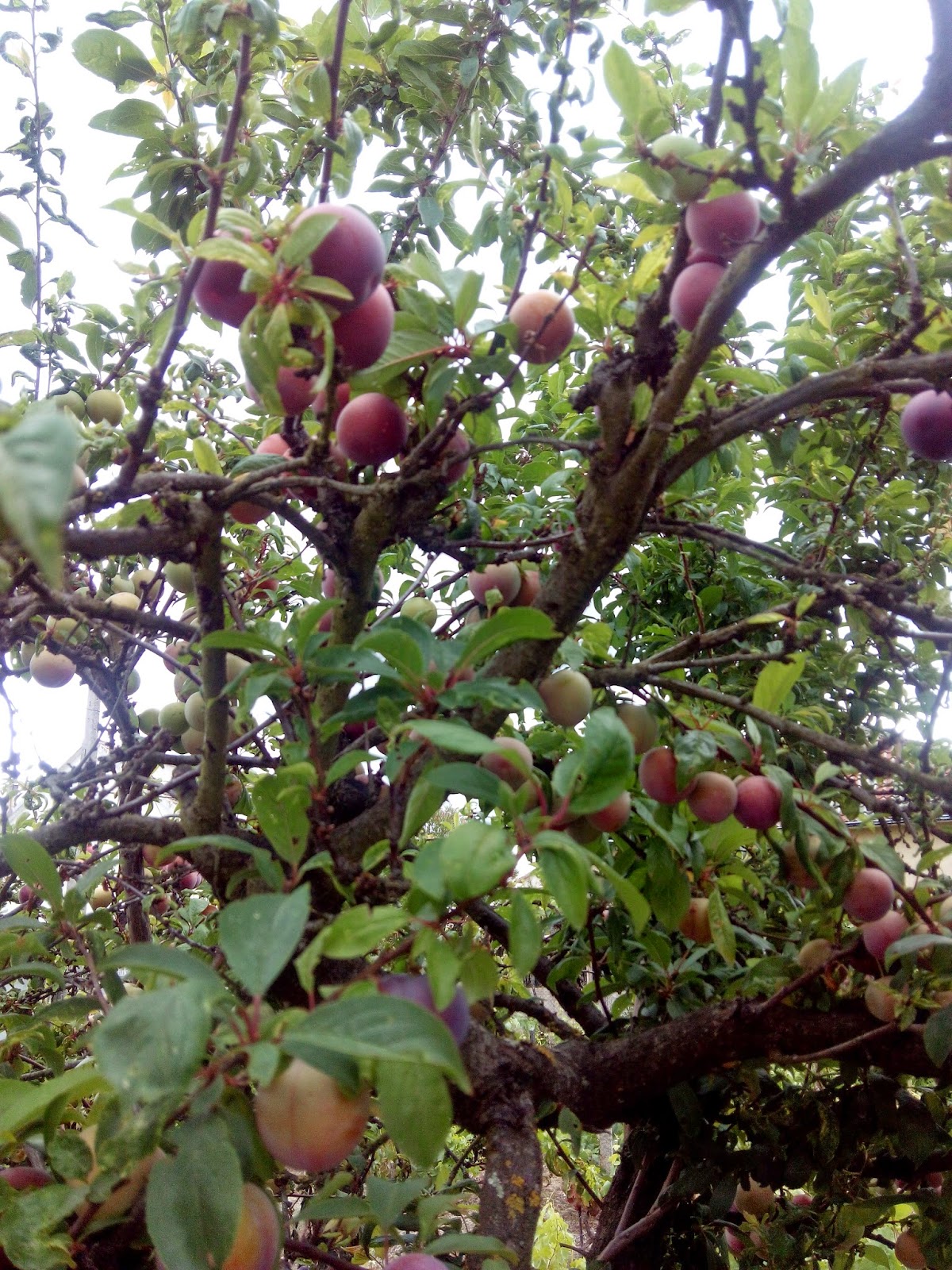 A Minha Pequena Horta: Abrunhos Vermelhos
